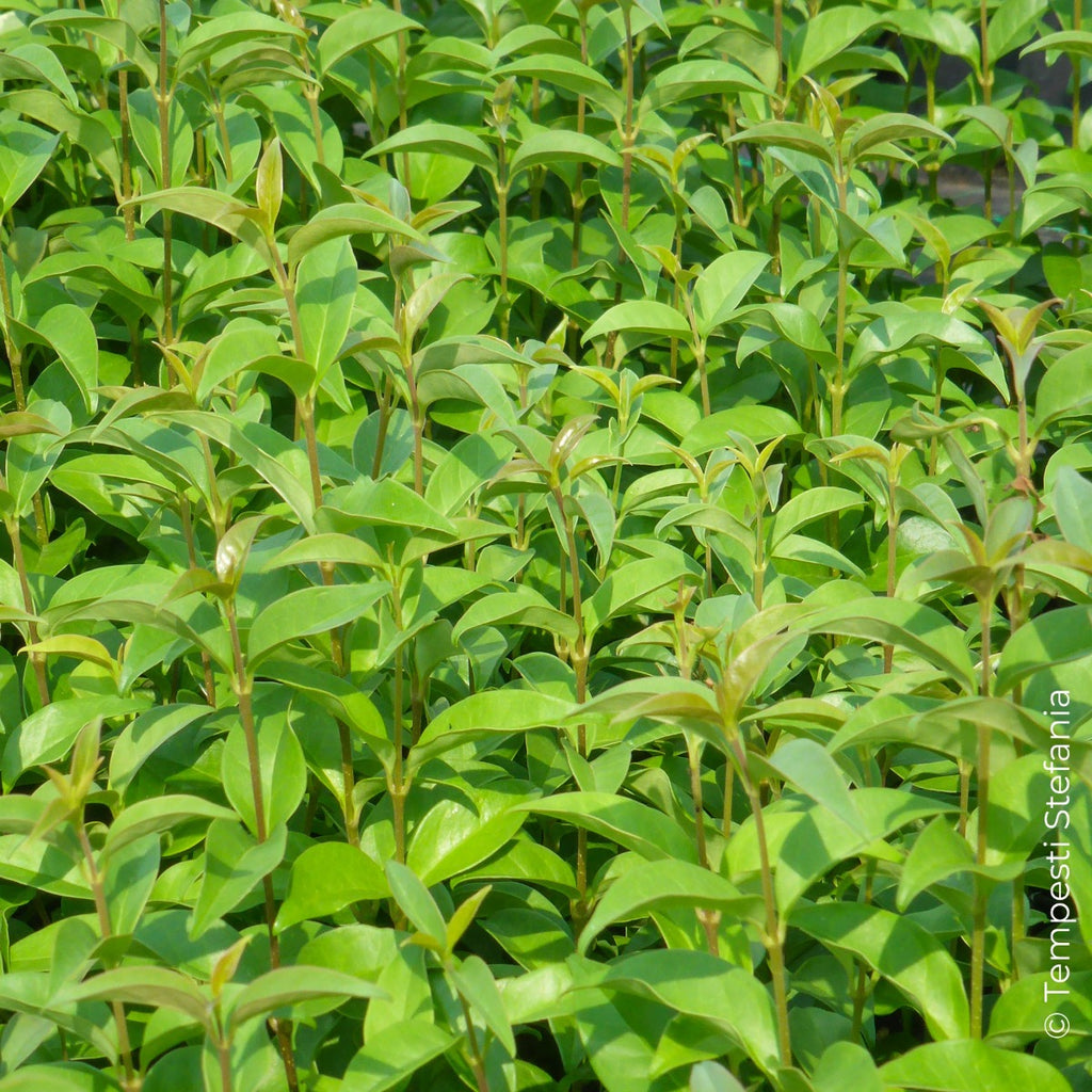 Ligustro japonicum - TS Piante - Vendita siepi online – TS piante